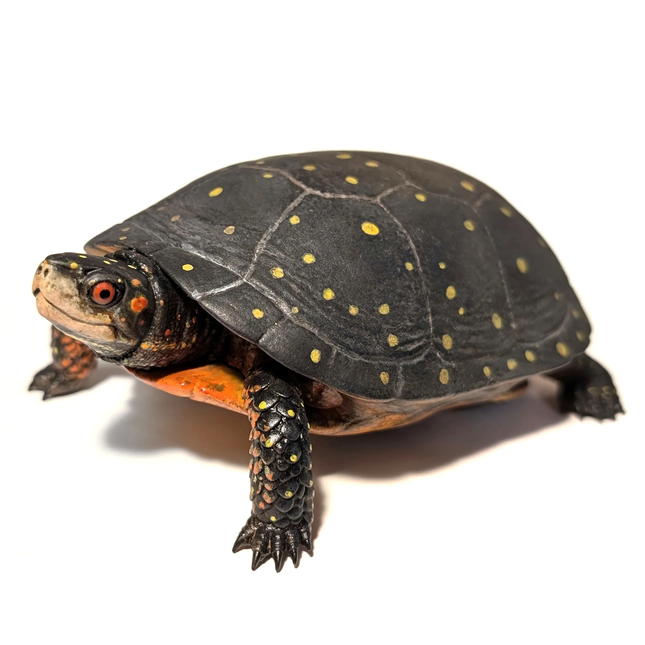 Spotted Turtle - Rodent Kingdom Malta