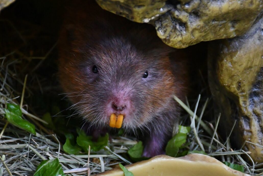 Lesser Bamboo Rats - Rodent Kingdom Malta