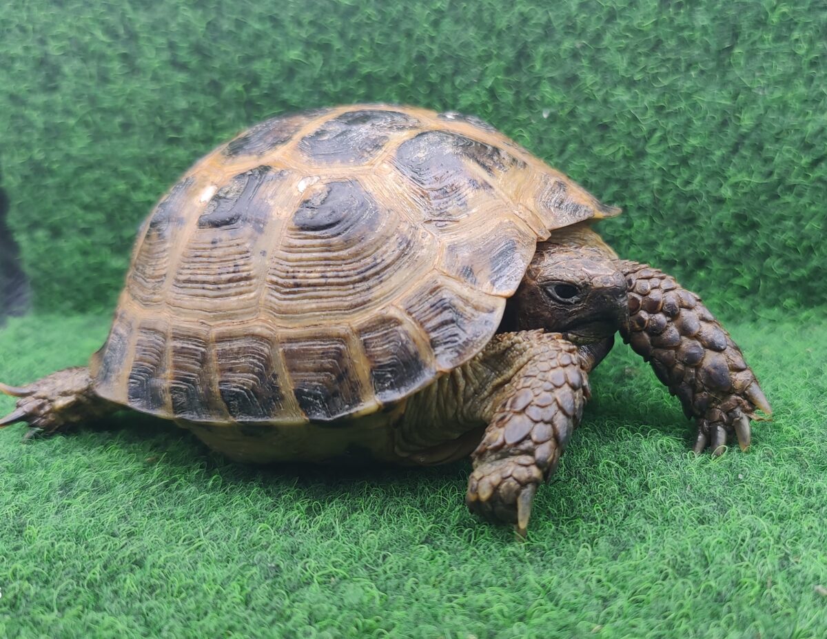 Turtles and Tortoises Archives - Rodent Kingdom Malta