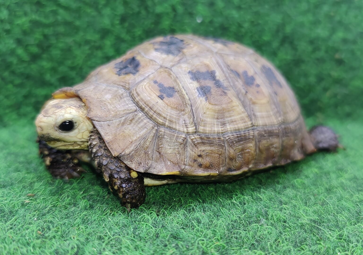 Turtles and Tortoises Archives - Rodent Kingdom Malta