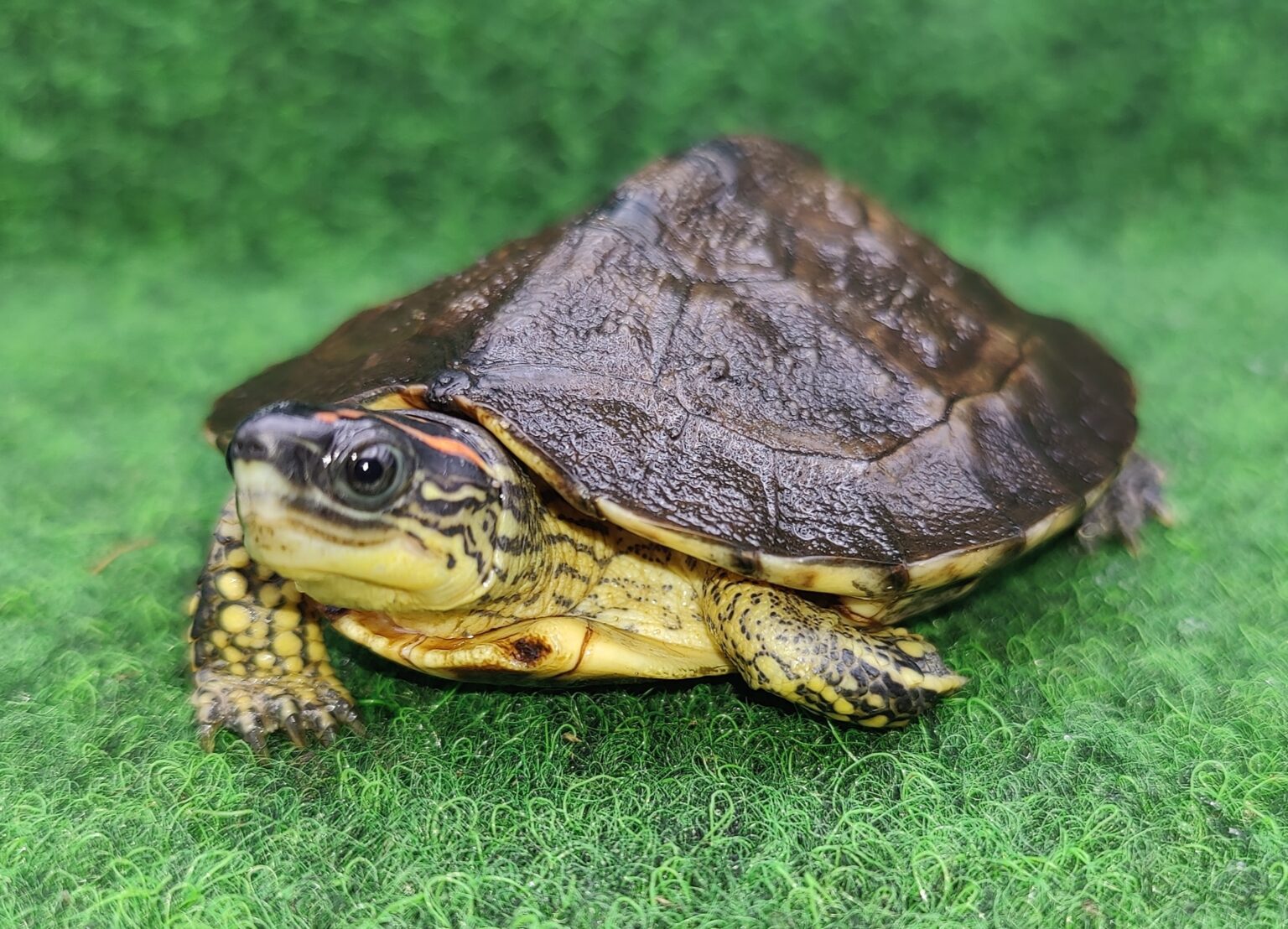Turtles and Tortoises Archives - Rodent Kingdom Malta
