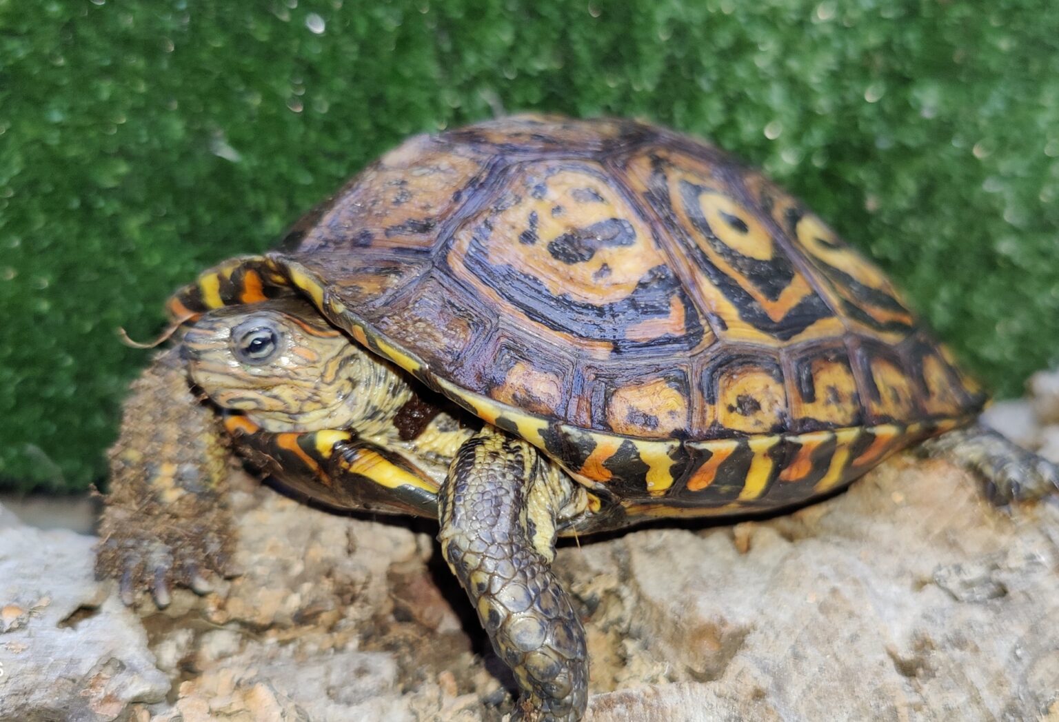 Turtles and Tortoises Archives - Page 2 of 3 - Rodent Kingdom Malta