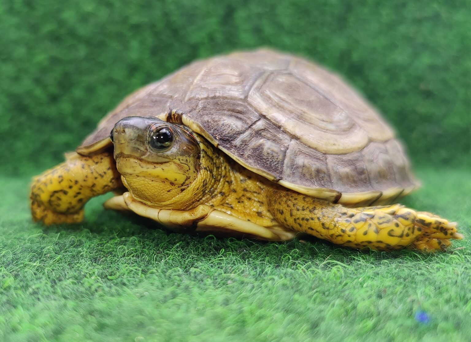 All Animals Archives - Page 4 of 4 - Rodent Kingdom Malta