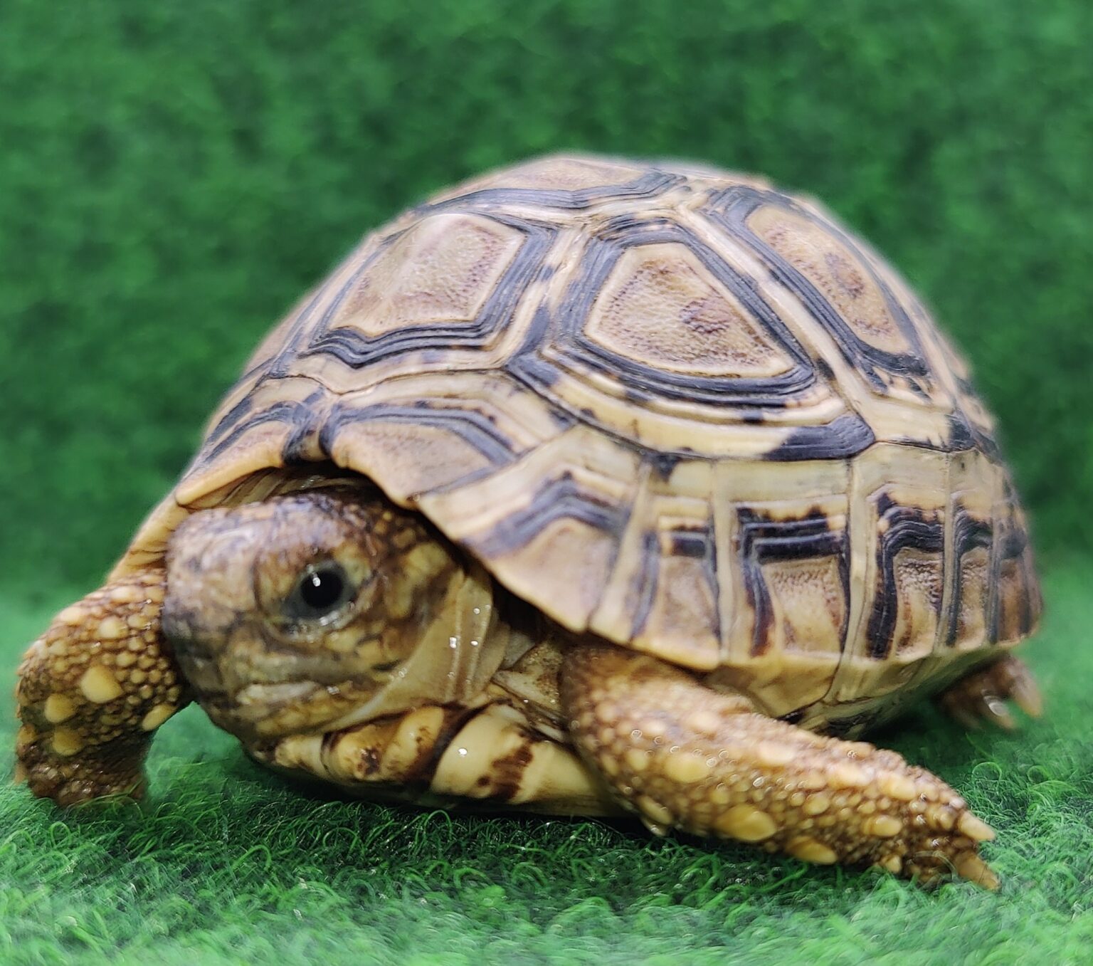 Turtles and Tortoises Archives - Page 2 of 3 - Rodent Kingdom Malta