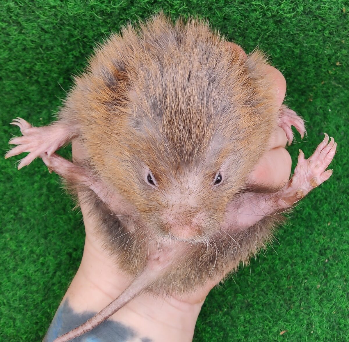Lesser Bamboo Rats - Rodent Kingdom Malta