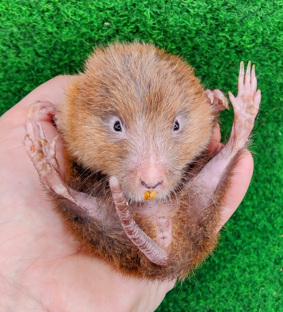 Lesser Bamboo Rats - Rodent Kingdom Malta