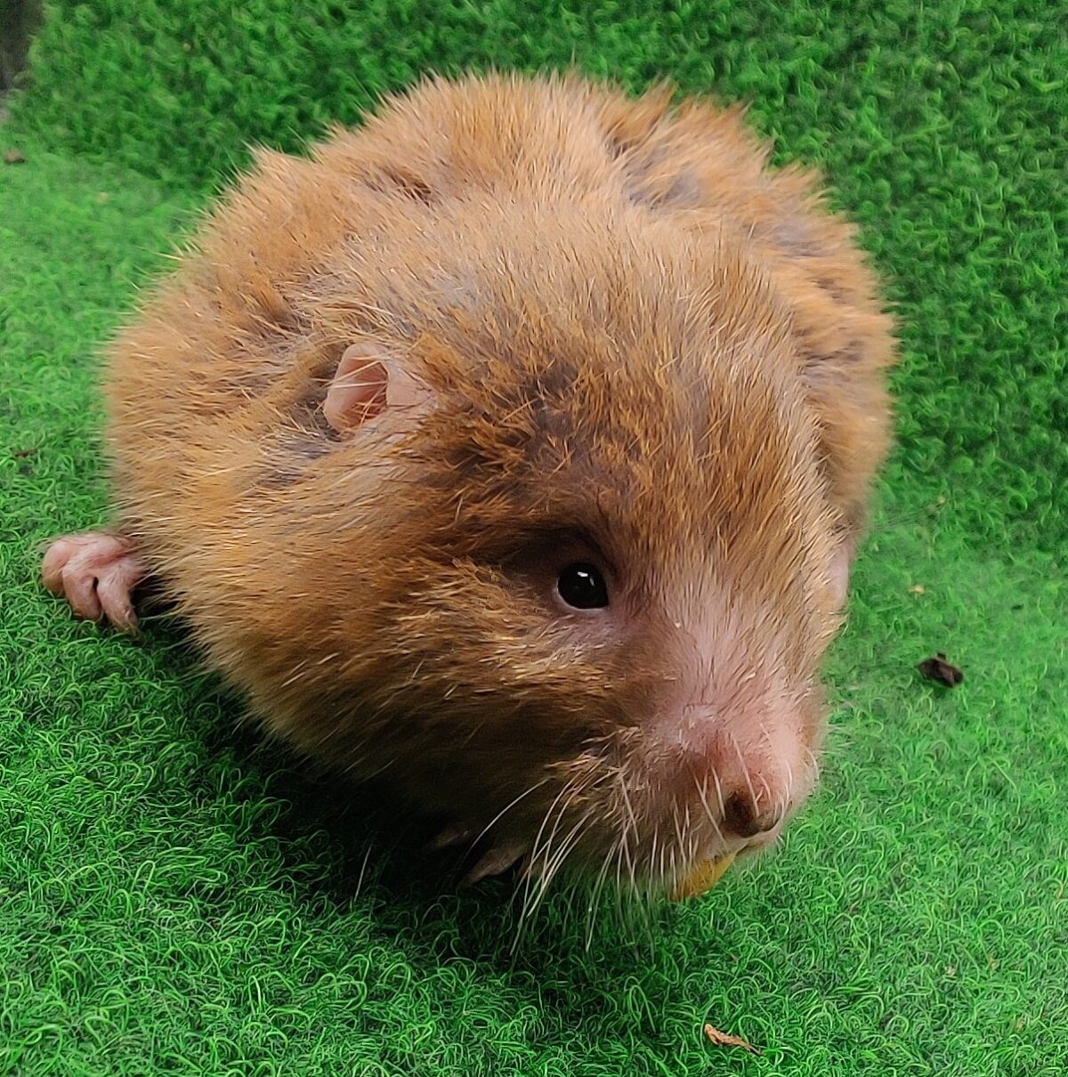 Exotic Mammals Archives - Rodent Kingdom Malta