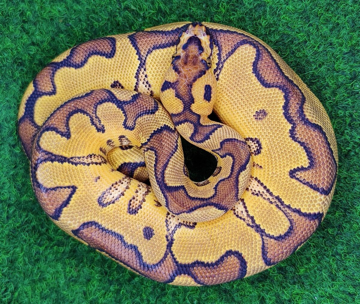 Snakes Archives - Rodent Kingdom Malta