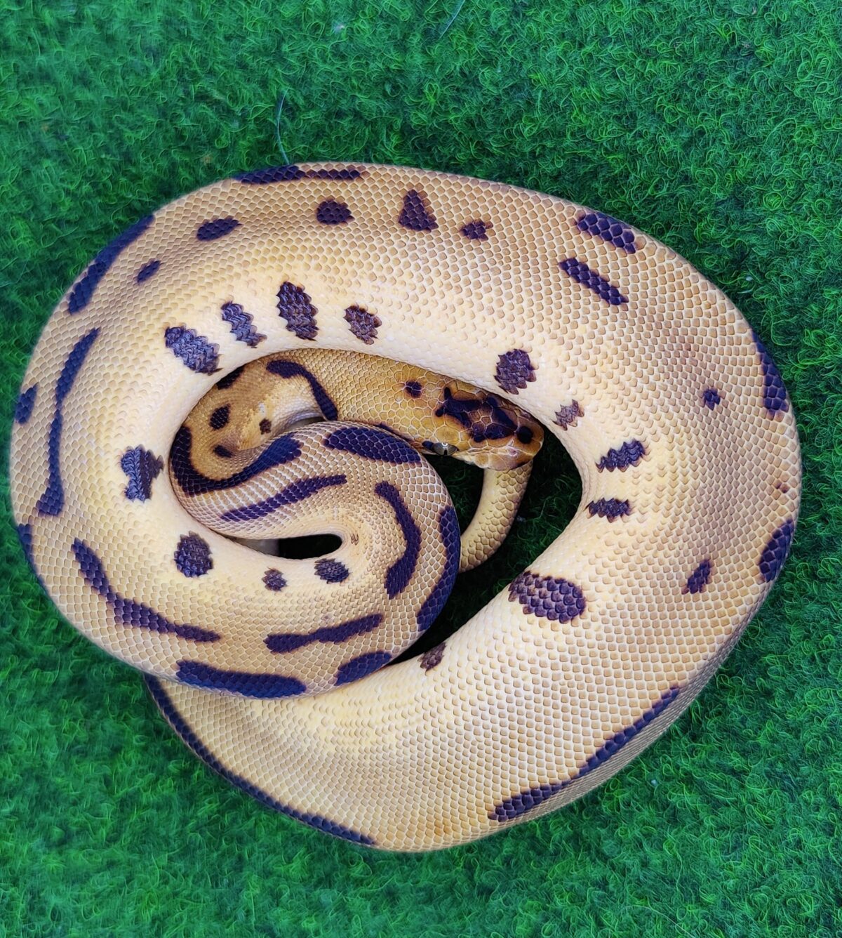 Ball Pythons Archives - Rodent Kingdom Malta