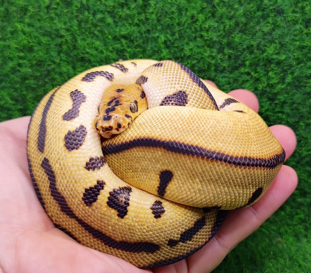 Ball Python Leopard Spotnose Orange Dream Clown “Batman OD“ - Rodent ...