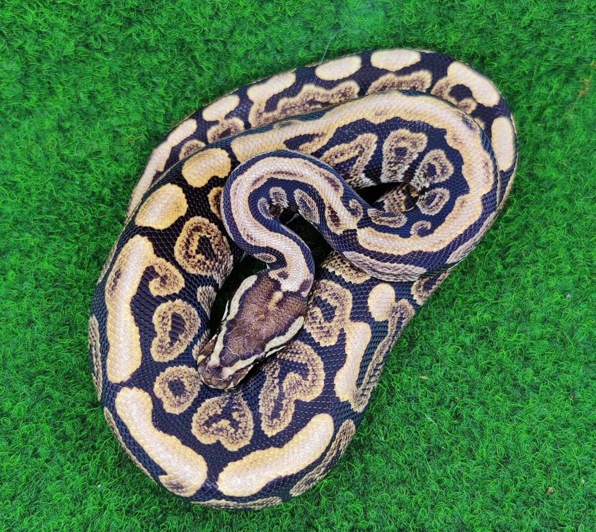 Snakes Archives - Rodent Kingdom Malta