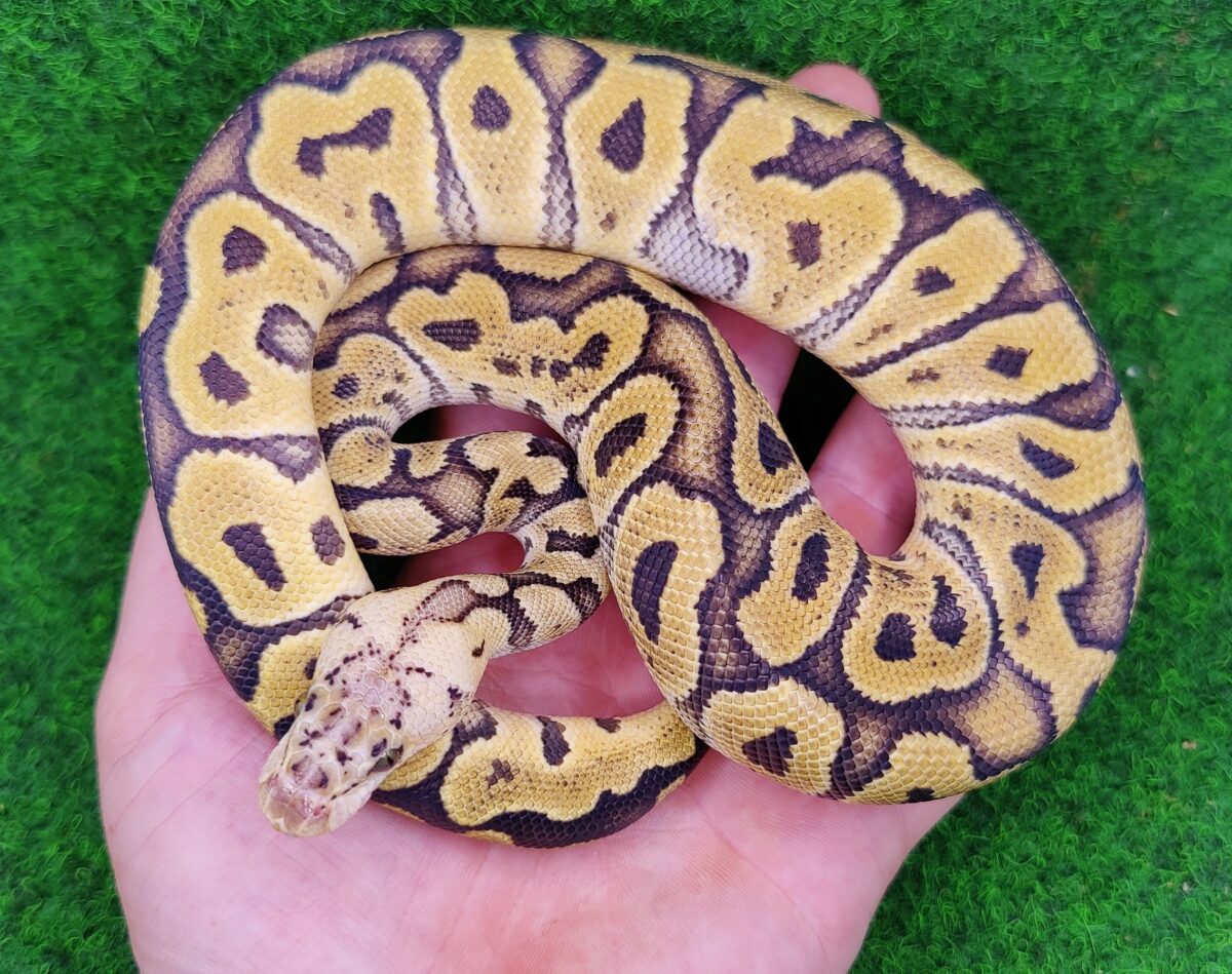 Ball Python GHI Pastel Clown - Rodent Kingdom Malta