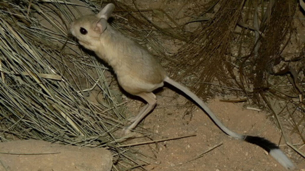 Rodents Archives - Rodent Kingdom Malta