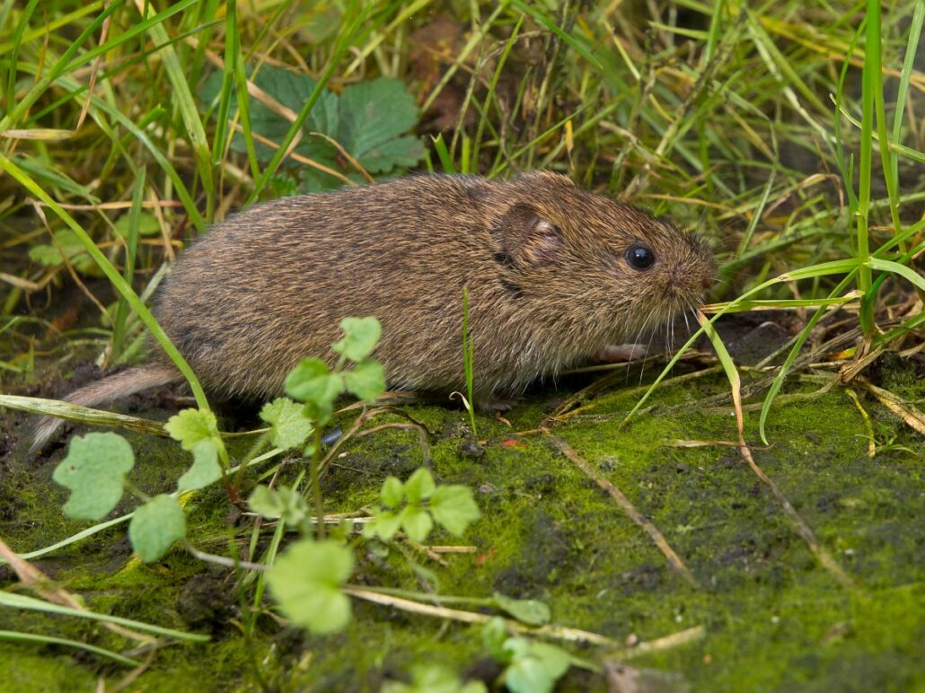 Rodents Archives - Rodent Kingdom Malta